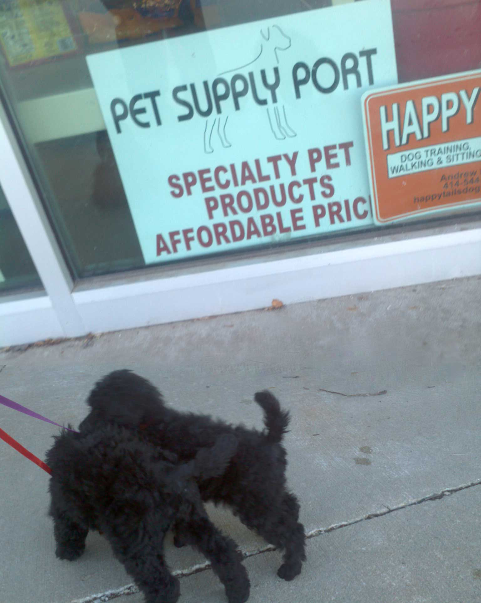 Wisconsin Standard Poodle Puppies